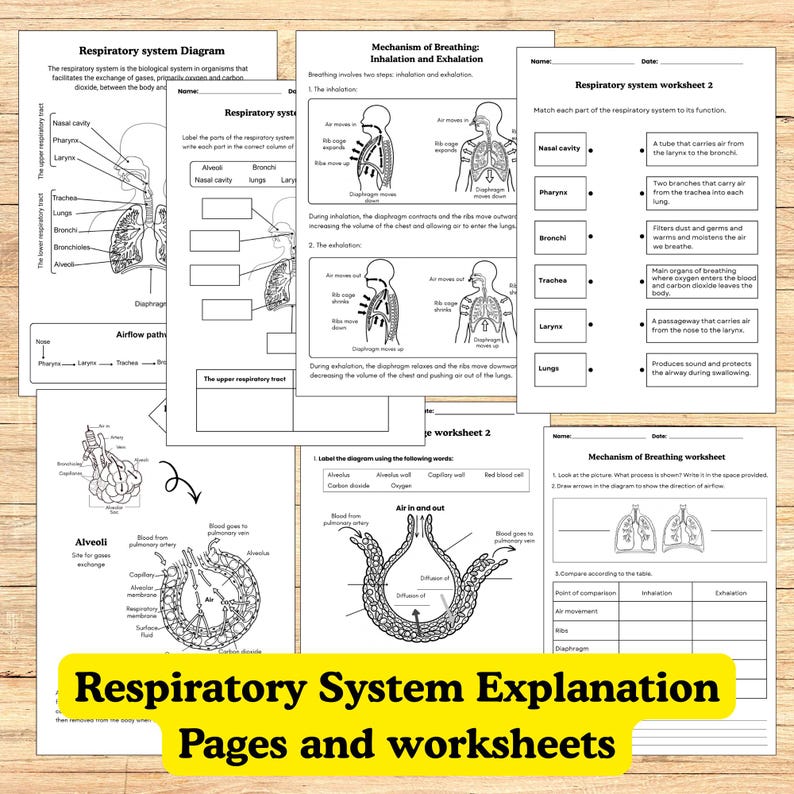 Respiratory System Unit Activities, Lung Model Craft, Gas Exchange ...