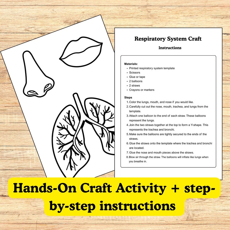 Respiratory System Unit Activities, Lung Model Craft, Gas Exchange ...