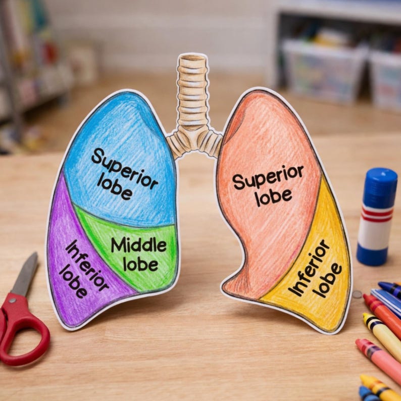 Human Lungs Anatomy Craft, Labeling, Quiz, Cut and Paste Activity ...