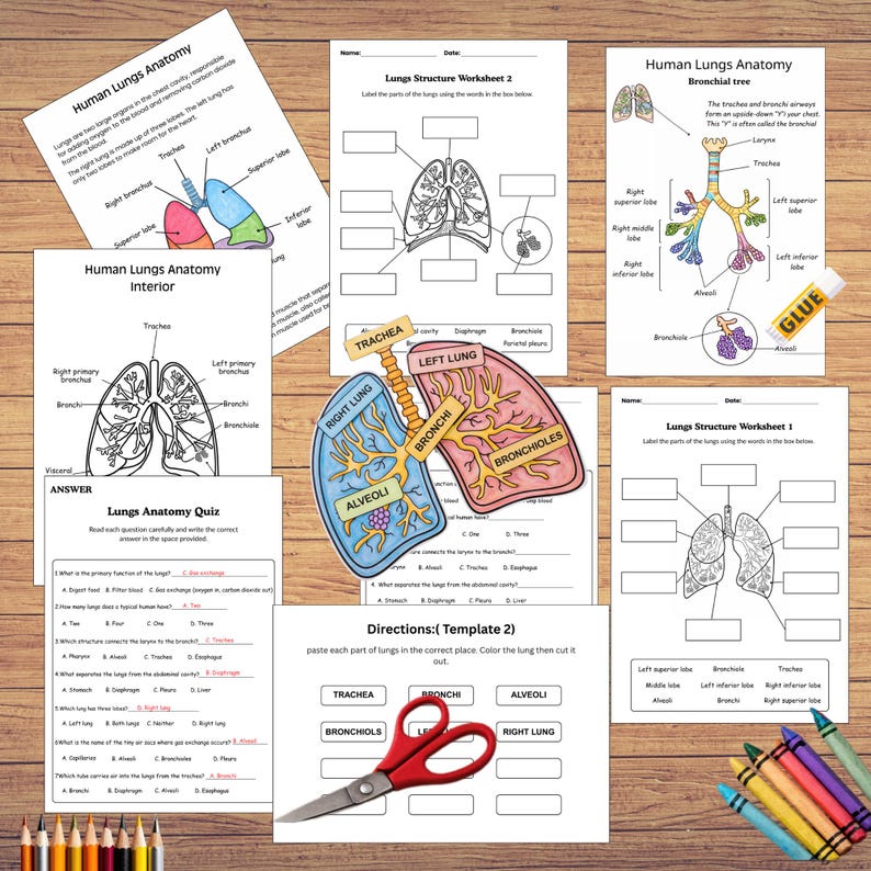 Human Lungs Anatomy Craft, Labeling, Quiz, Cut and Paste Activity ...