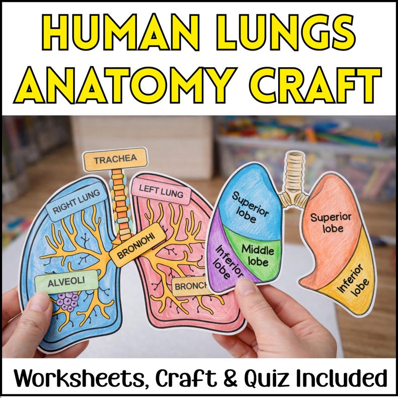 Human Lungs Anatomy Craft, Labeling, Quiz, Cut and Paste Activity ...