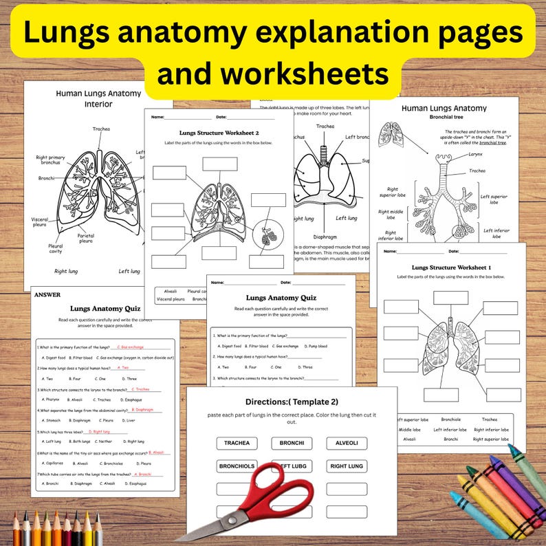 Human Lungs Anatomy Craft, Labeling, Quiz, Cut and Paste Activity ...
