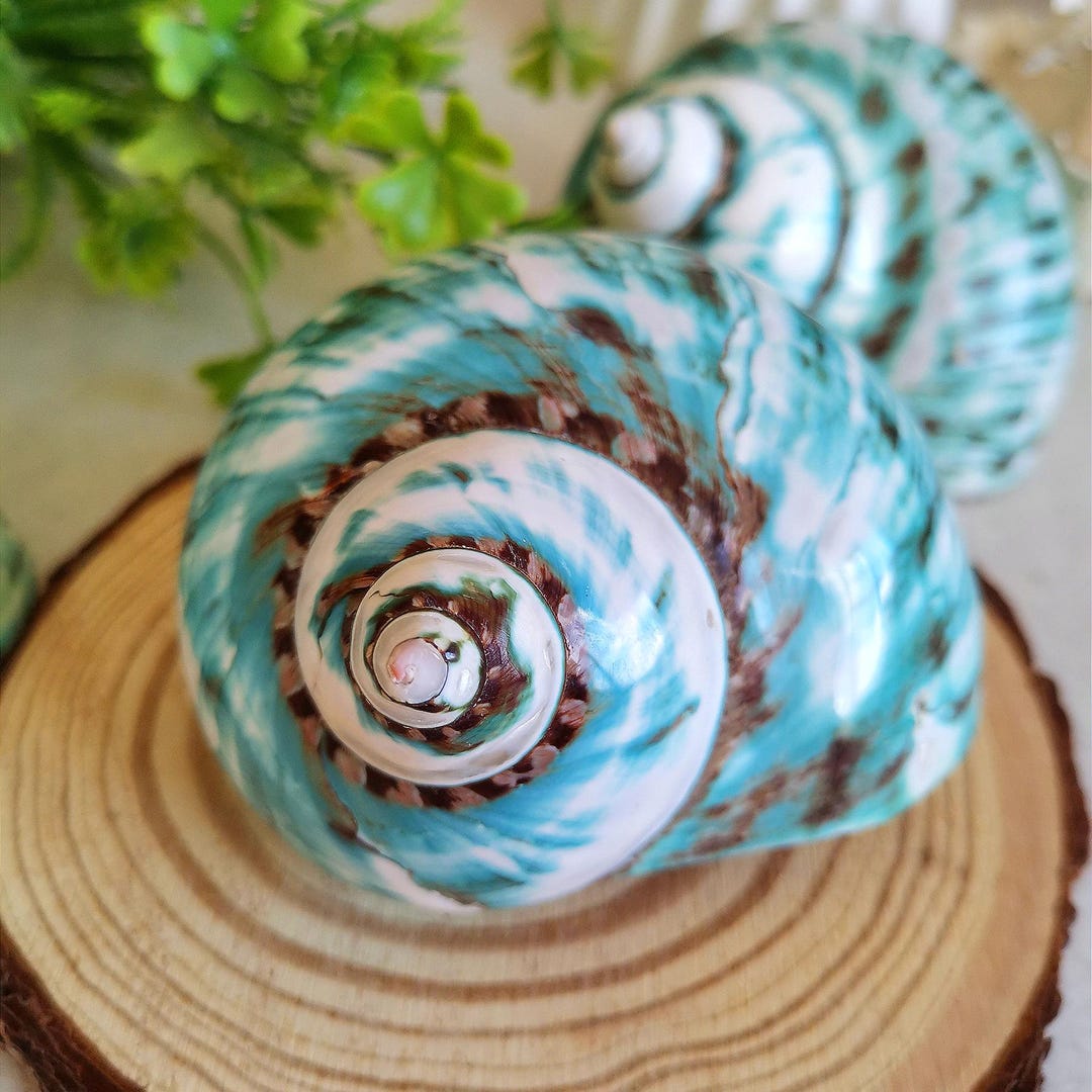 Natural Green Turbo Shell – Jade Turbo Seashell Spiral, Nautical Decor ...
