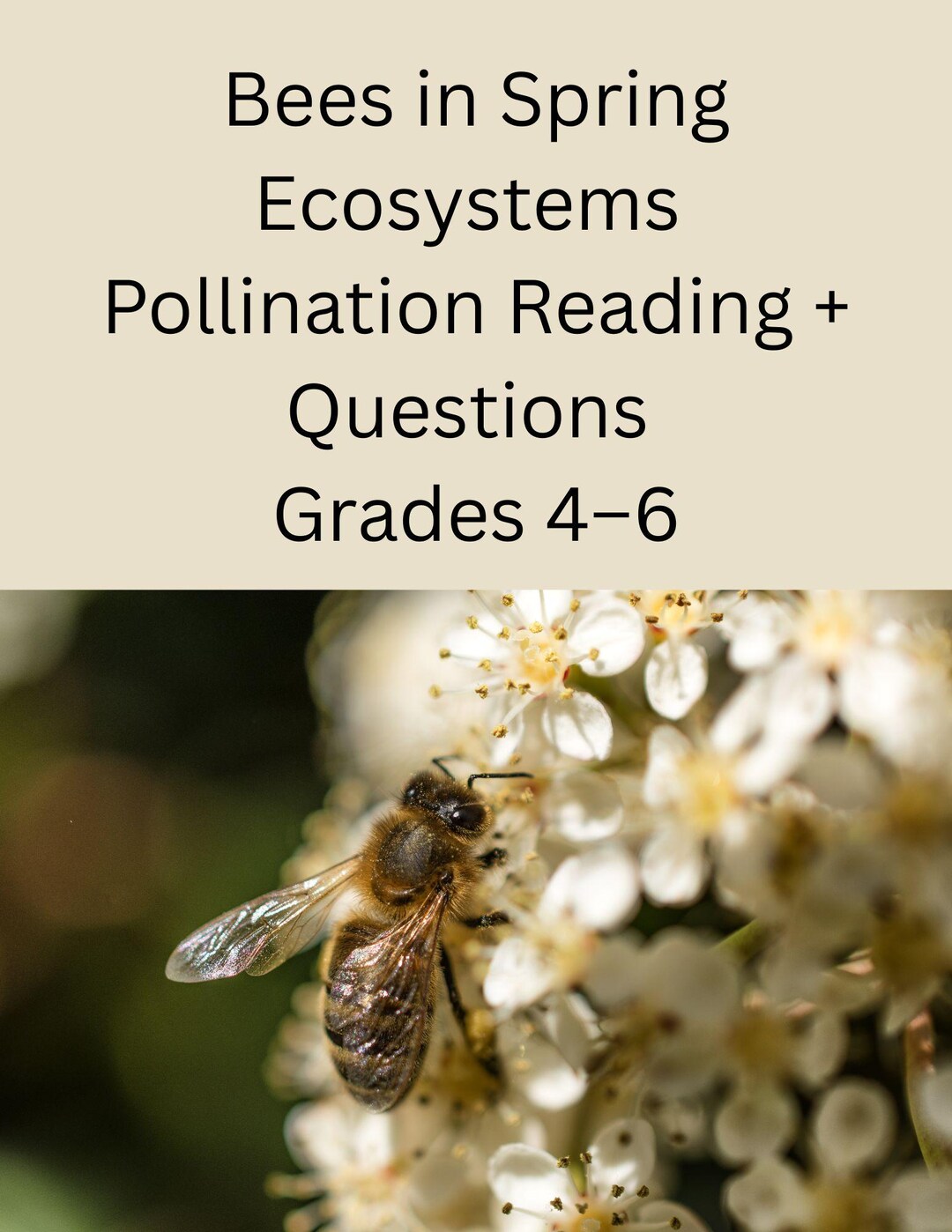 Bees Reading Passage 4th 5th 6th Grade Pollination Worksheet Science ...