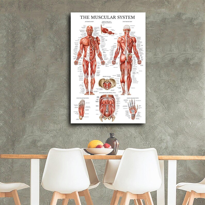 Vintage Muscular System Anatomical Chart - Human Muscle Anatomy Canvas ...