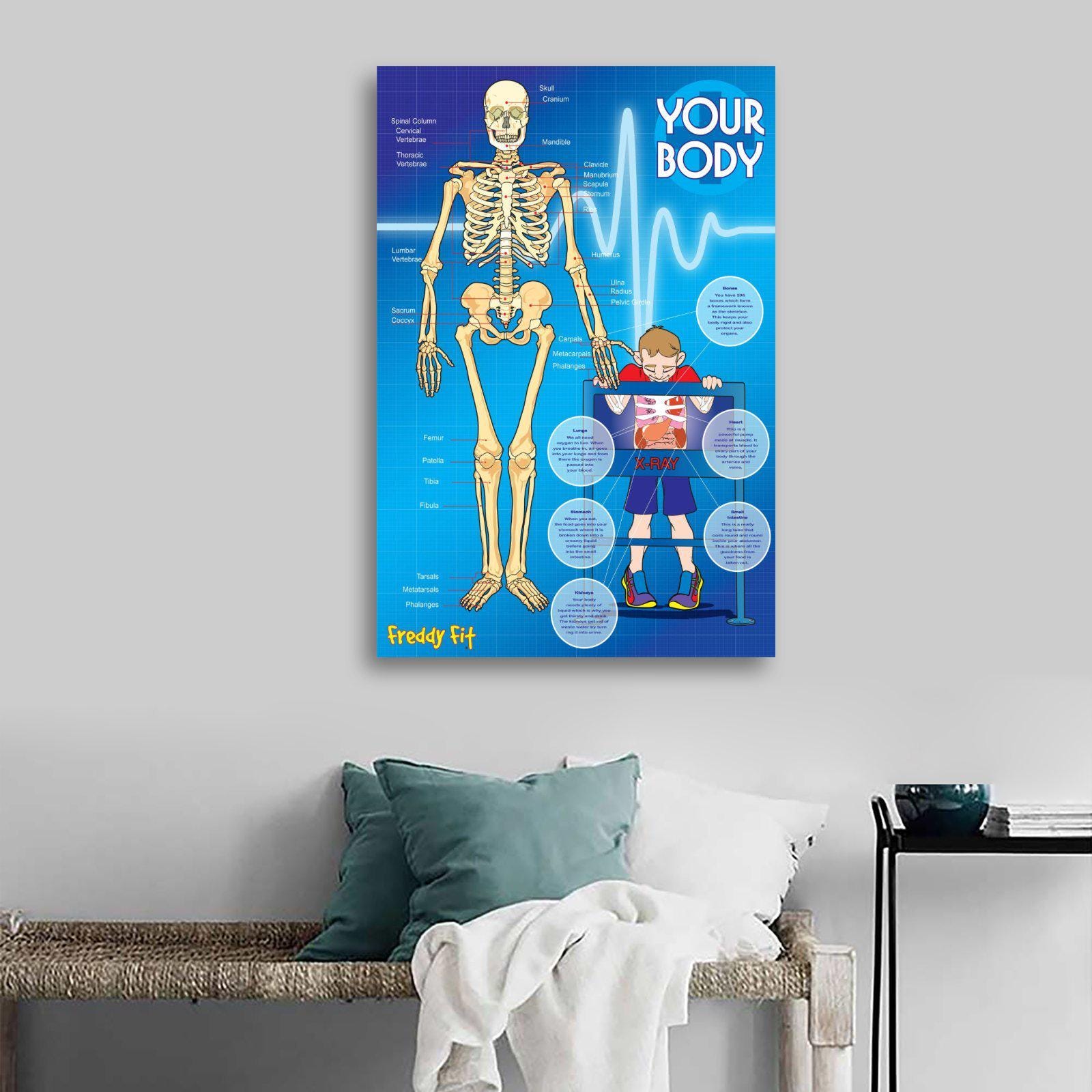 Skeleton A2 Laminated Human Organs Bones Anatomy Medical Student Canvas ...