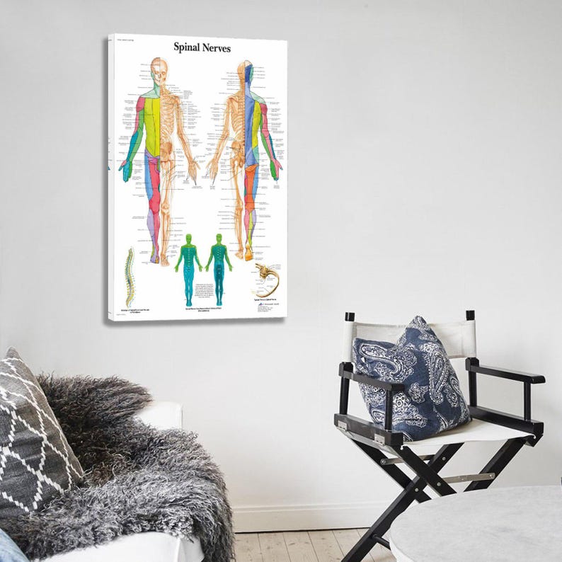 The Spinal Nerve Chart Canvas Wall Art Poster Picture Print Living Room ...