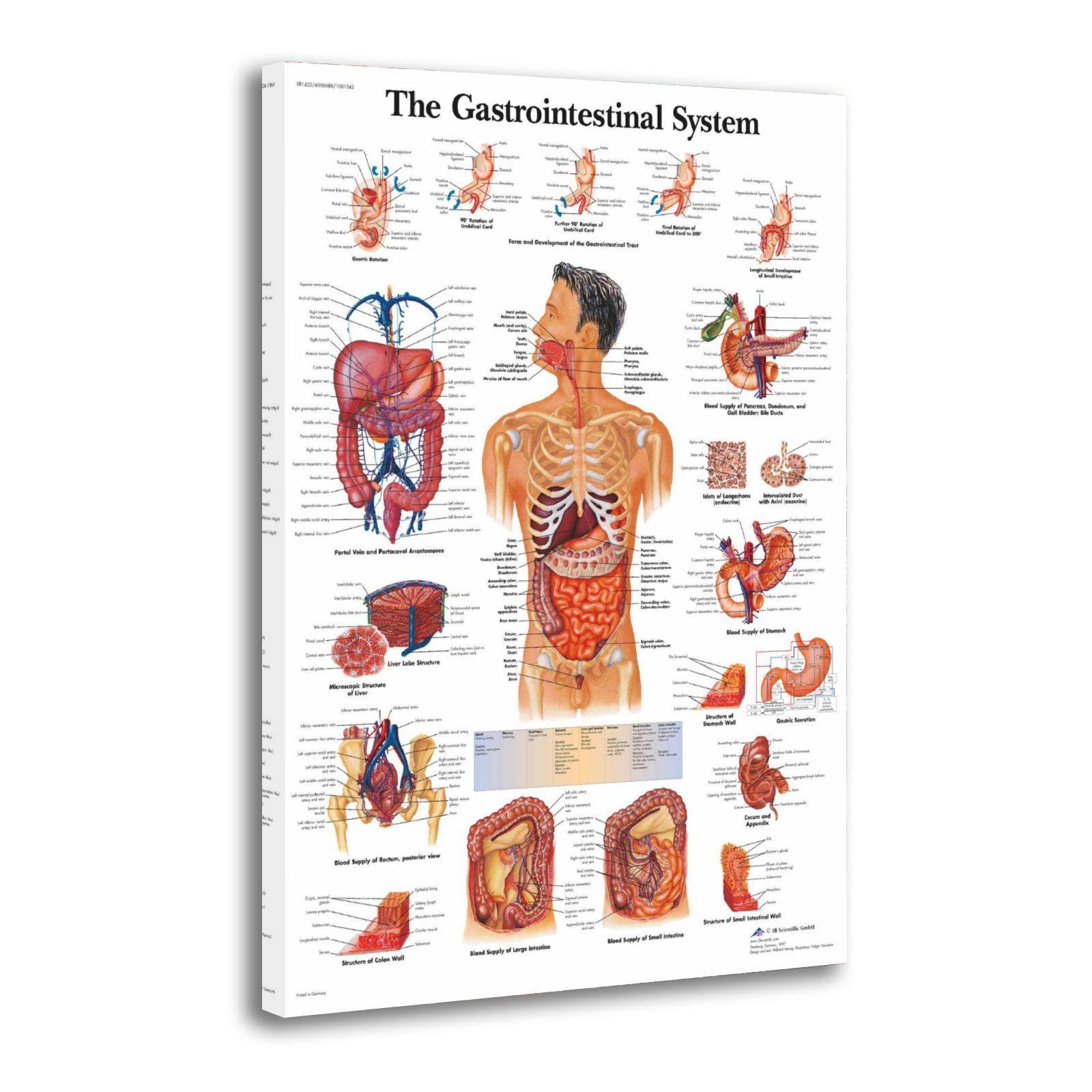 The Gastrointestinal System Chart Canvas Wall Art Poster Picture Print ...