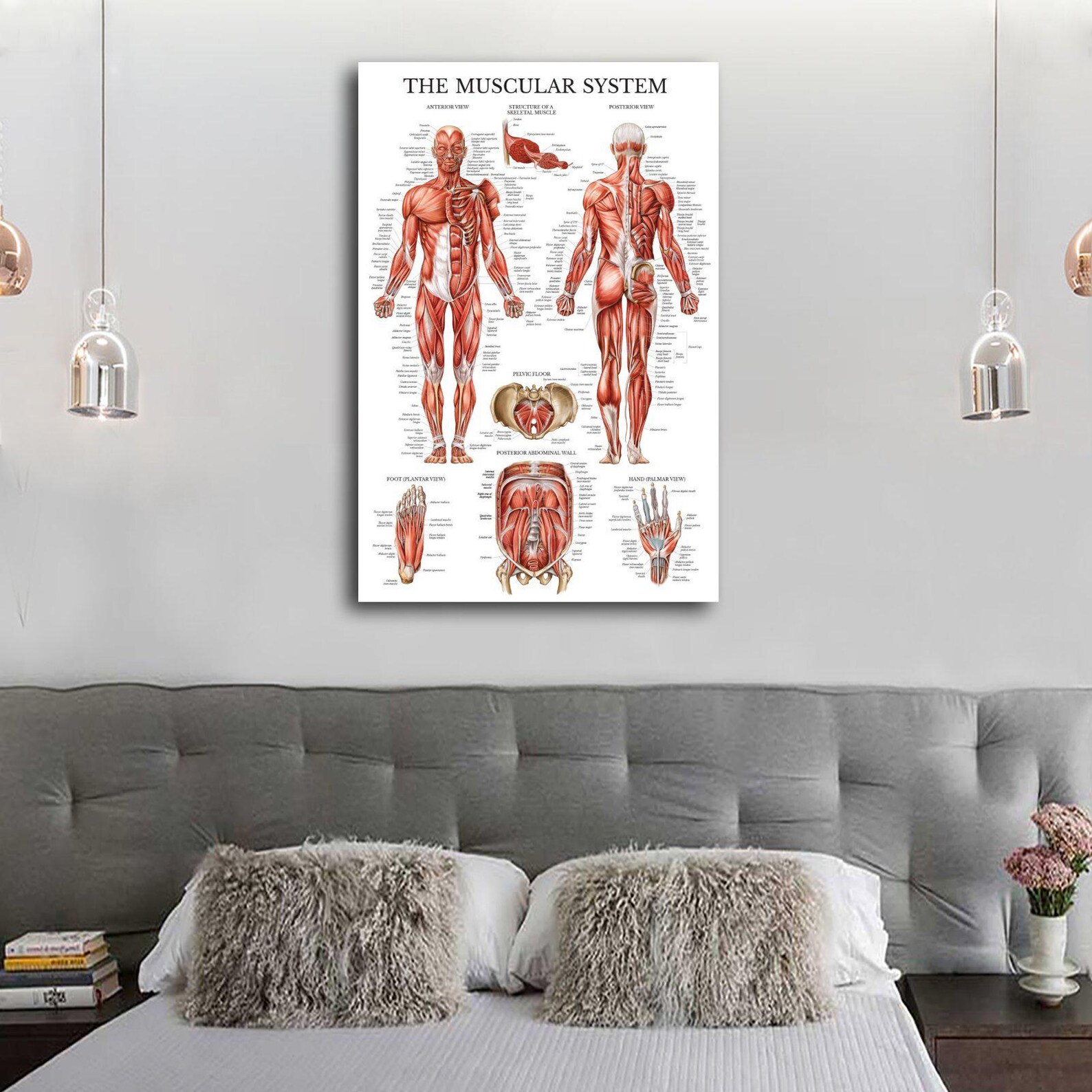 Vintage Muscular System Anatomical Chart - Human Muscle Anatomy Canvas ...