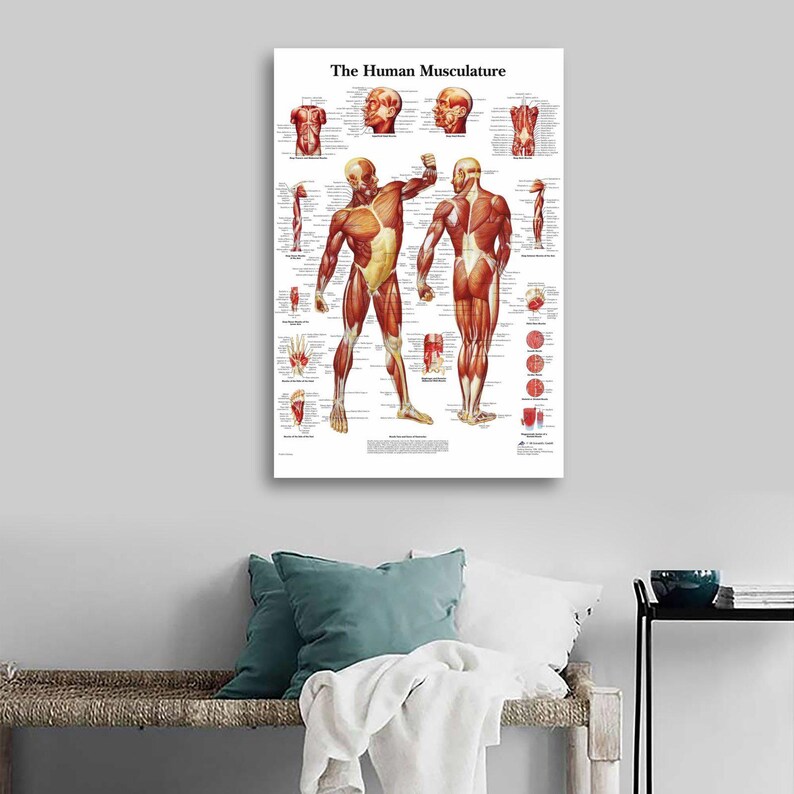 Human Muscle Anatomy Omnidirectional Muscular System Anatomical Canvas ...