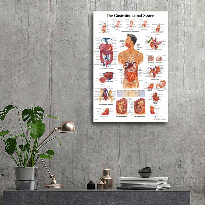 The Gastrointestinal System Chart Canvas Wall Art Poster Picture Print ...