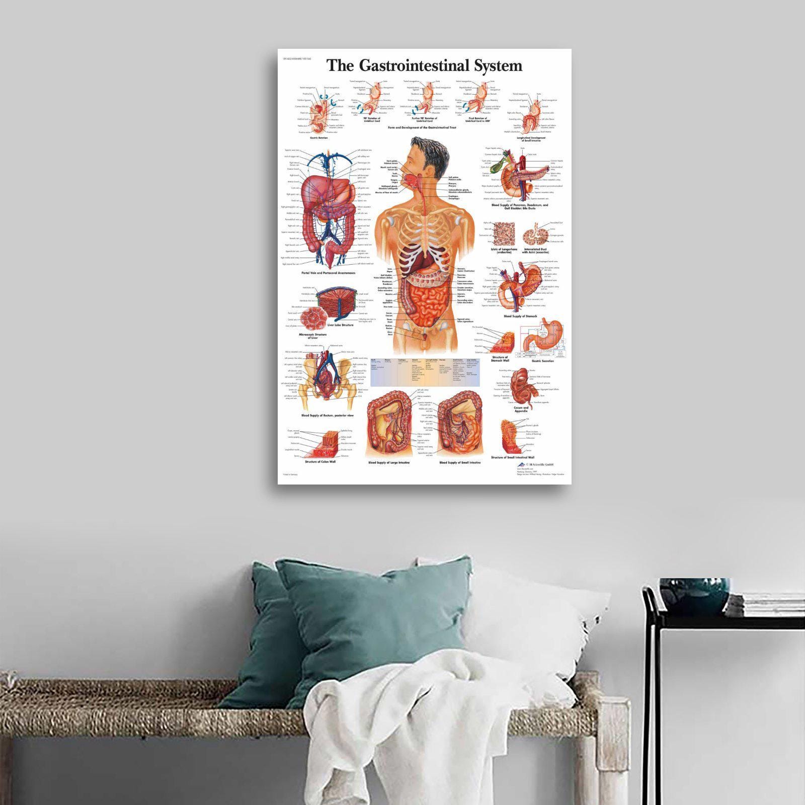 The Gastrointestinal System Chart Canvas Wall Art Poster Picture Print ...