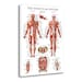 Build and Label the Muscular System | Anatomy Worksheets | Muscle ...