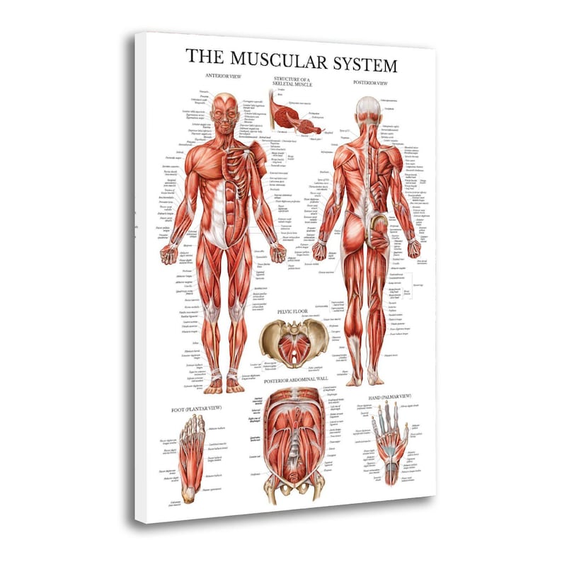 Vintage Muscular System Anatomical Chart - Human Muscle Anatomy Canvas ...