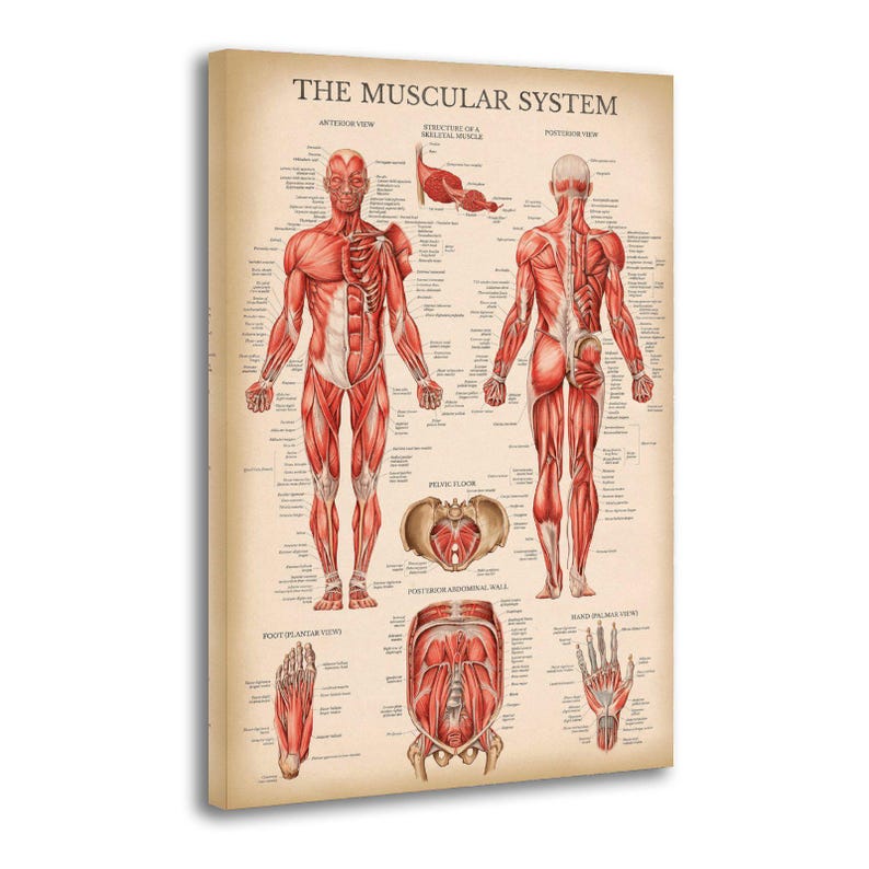 Human Anatomy Poster Vintage Canvas Wall Art Poster Picture Print ...