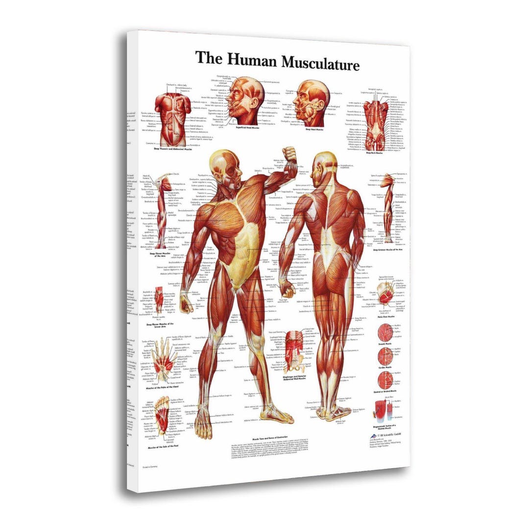 Human Muscle Anatomy Omnidirectional Muscular System Anatomical Canvas ...