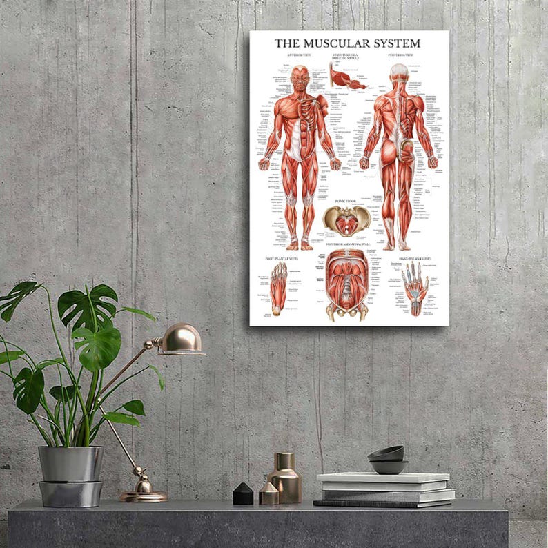 Vintage Muscular System Anatomical Chart - Human Muscle Anatomy Canvas ...