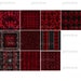 Gothic Black & Red Digital Paper Pack- 12X12, 300 DPI, PNG With Ornate ...