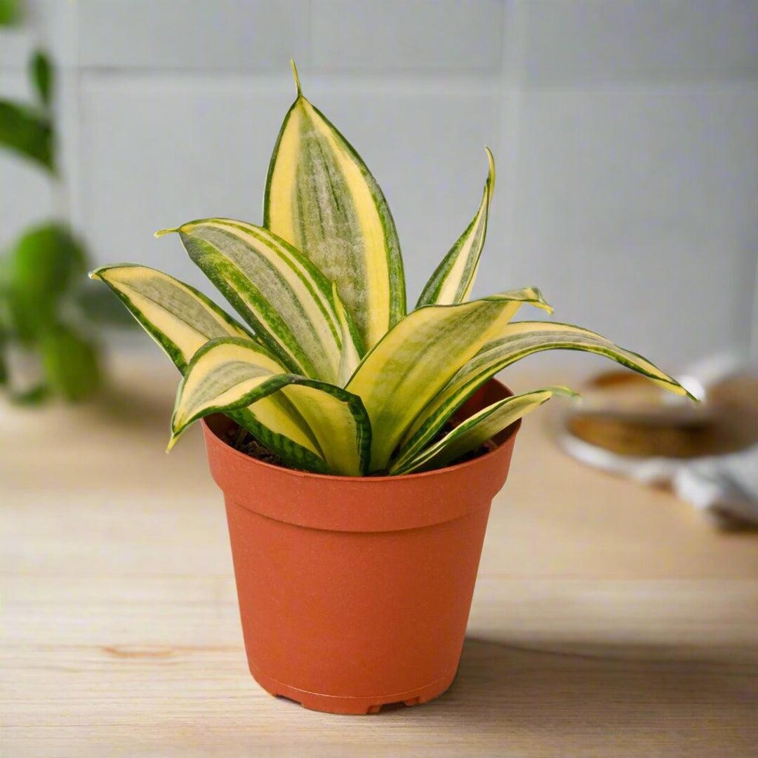 Snake Plant Gold Hahnii - Etsy