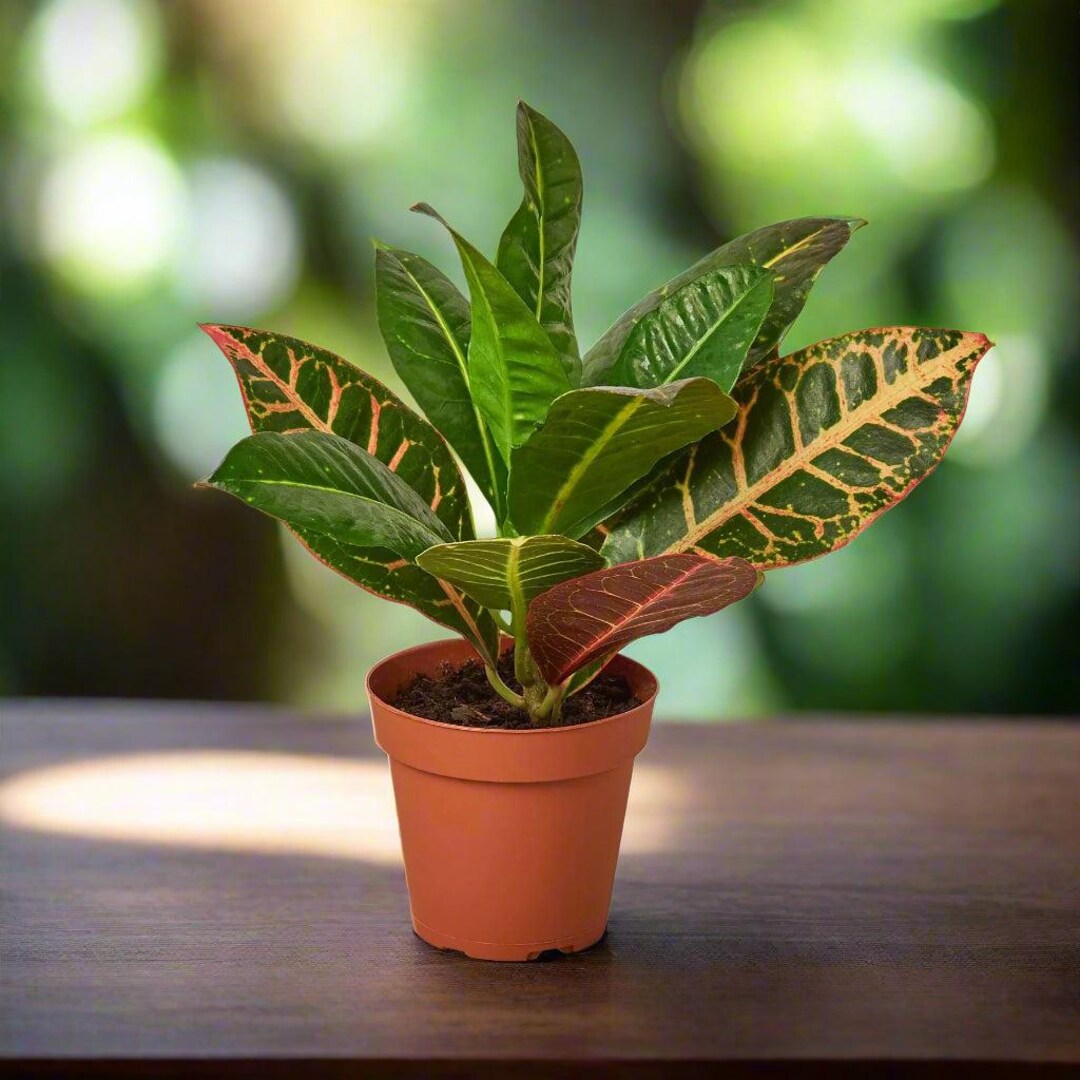 Croton Petra 'joseph's Coat' - Etsy