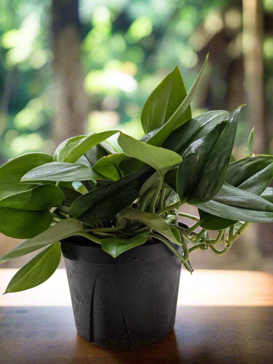 Scindapsus Platinum Java - Etsy