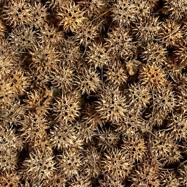 Sweetgum Balls - Etsy