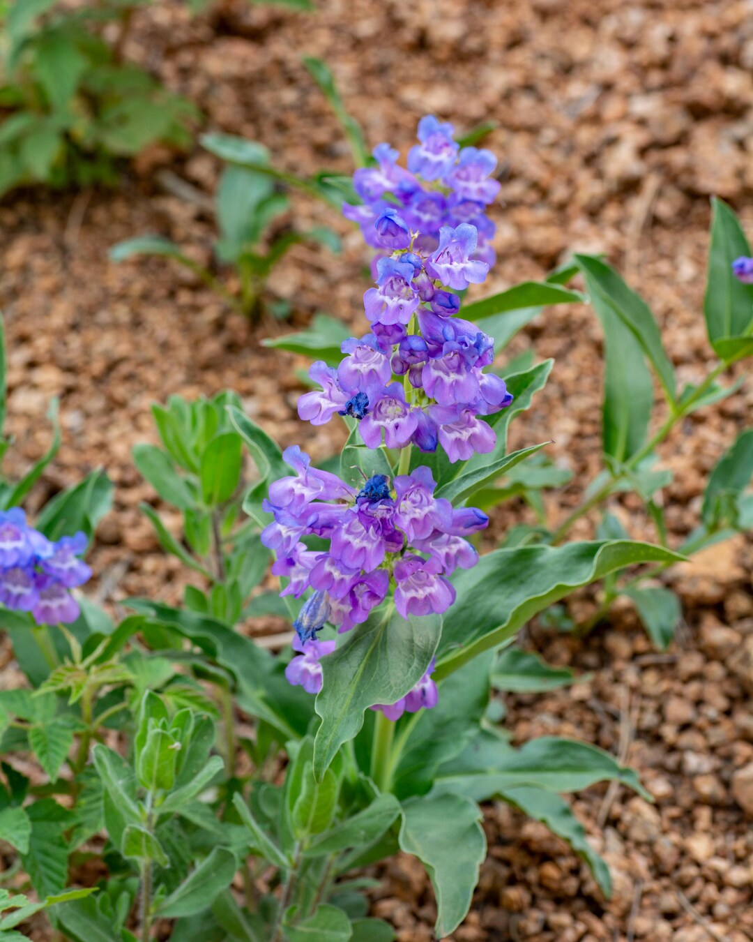 Penstemon Alpinus - Pikes Peak, CO 50 Seeds - Etsy