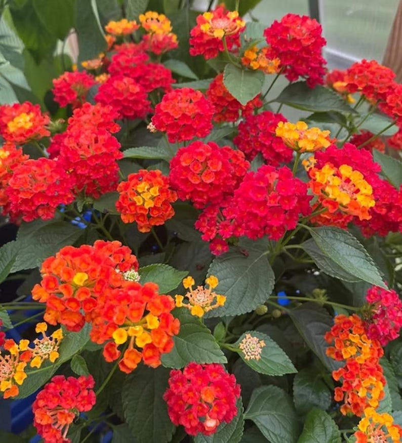 Set of 2 Live “fireworks” Lantana Camara Plants – 4–6" Tall – Ships ...