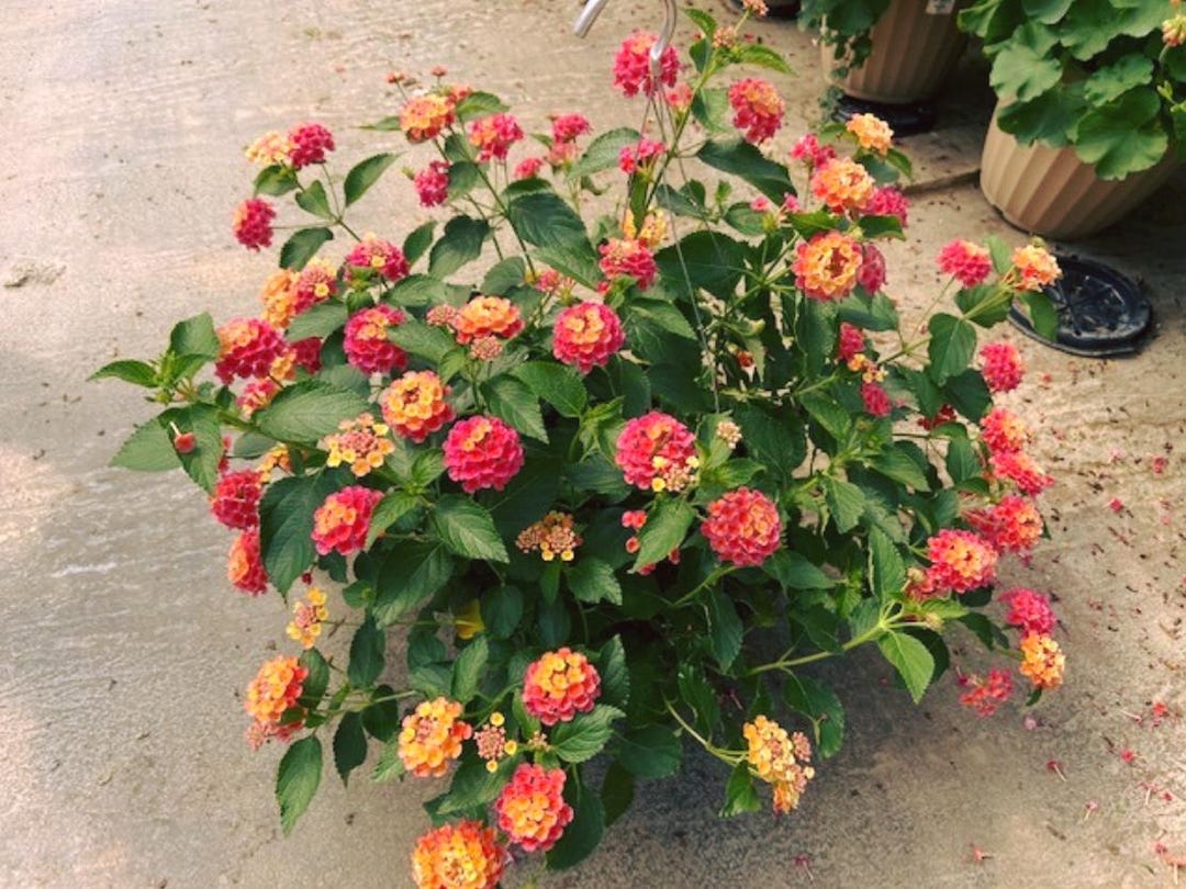 Set of 2 Live “fireworks” Lantana Camara Plants – 4–6" Tall – Ships ...