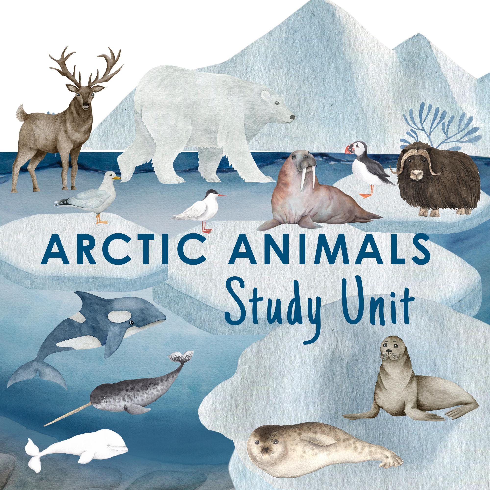 Arctic Animals Unit Study Homeschool Learning Materials Educational ...