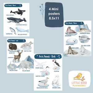 Arctic Animals Unit Study Homeschool Learning Materials Educational ...