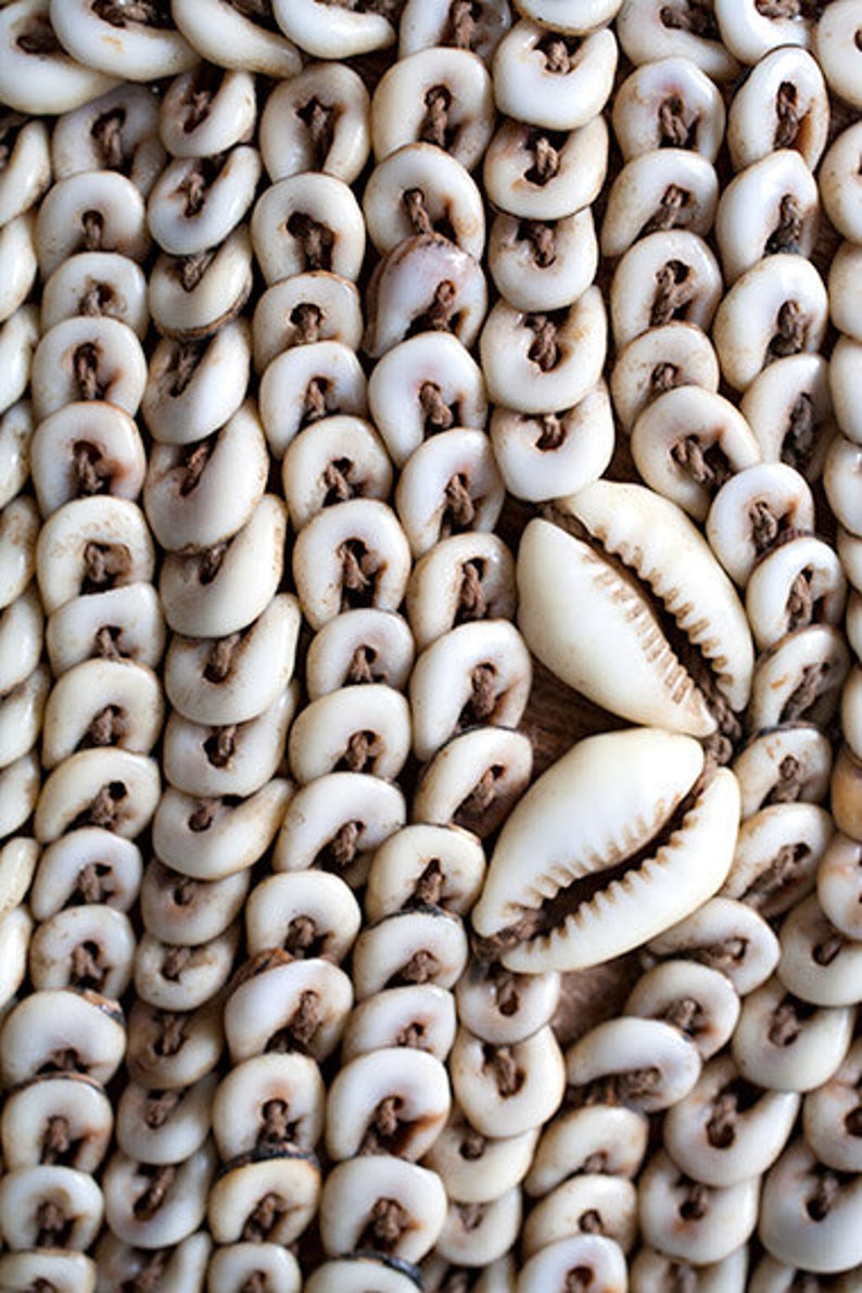 Nassa Shell Bride Price Papua New Guinea Ethnic Artifact Mid 20th ...