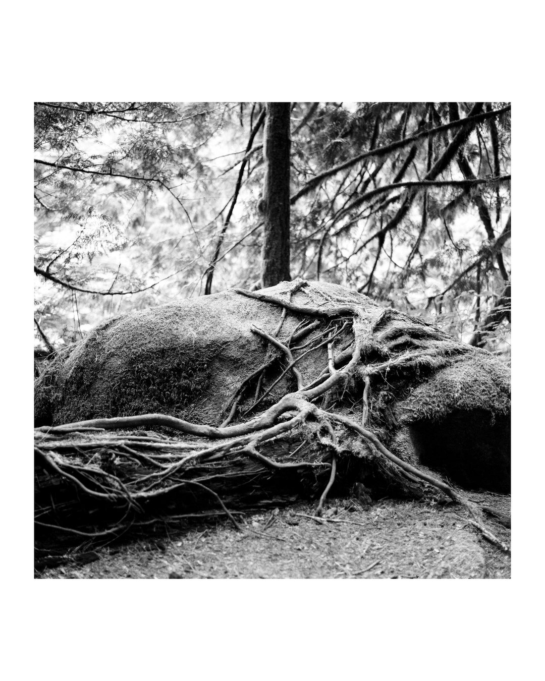 Roots Clinging to Rock_8x10 Giclee Print - Etsy
