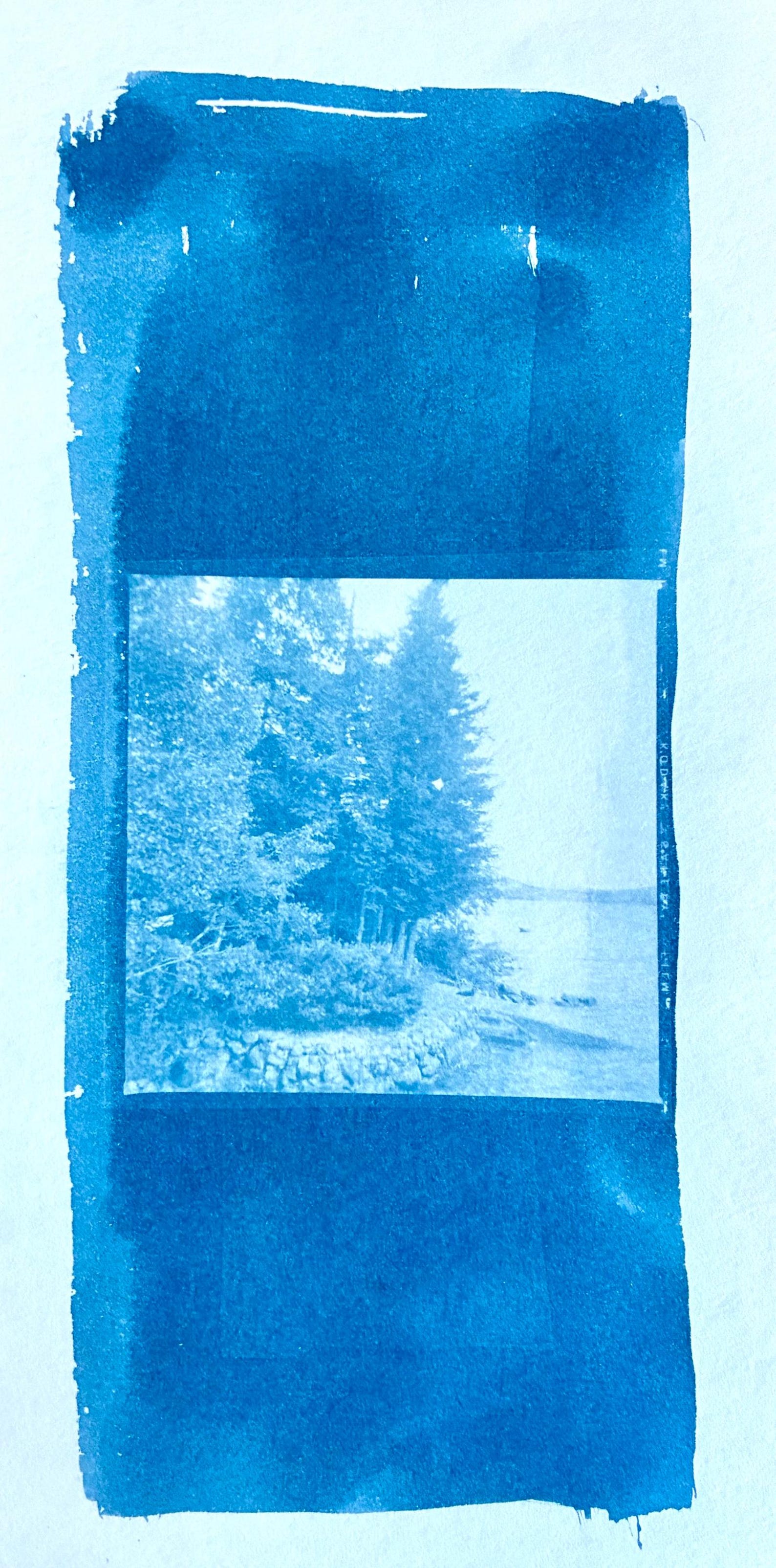 Tree 2 - Cyanotype From Vintage Film Negatives - Etsy