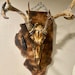 Custom Deer Head Mount With Lights - Etsy