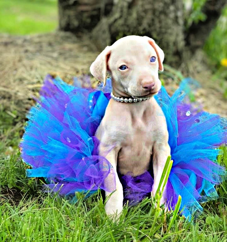 Dog Tutu: TURQUOISE BLUE & PURPLE Small / Medium / Large / - Etsy