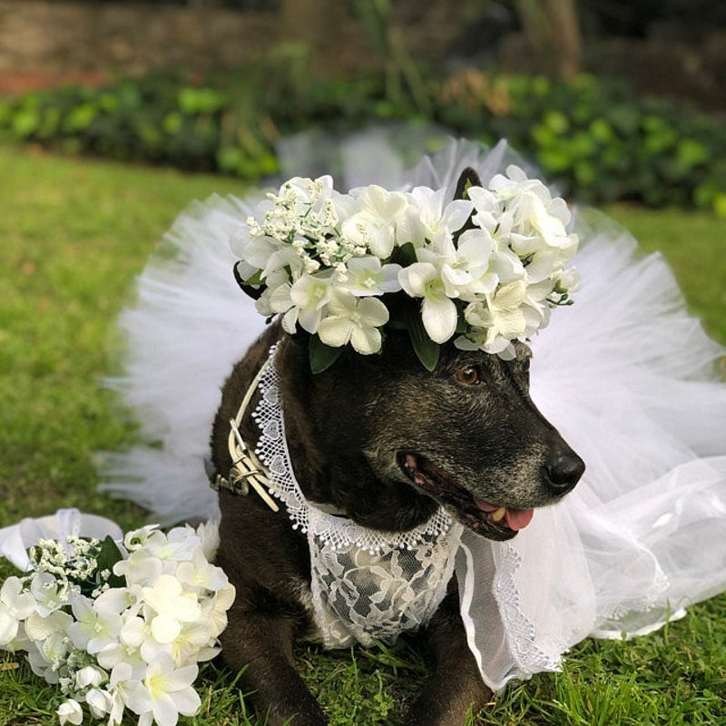 Dog Dress Wedding - Etsy