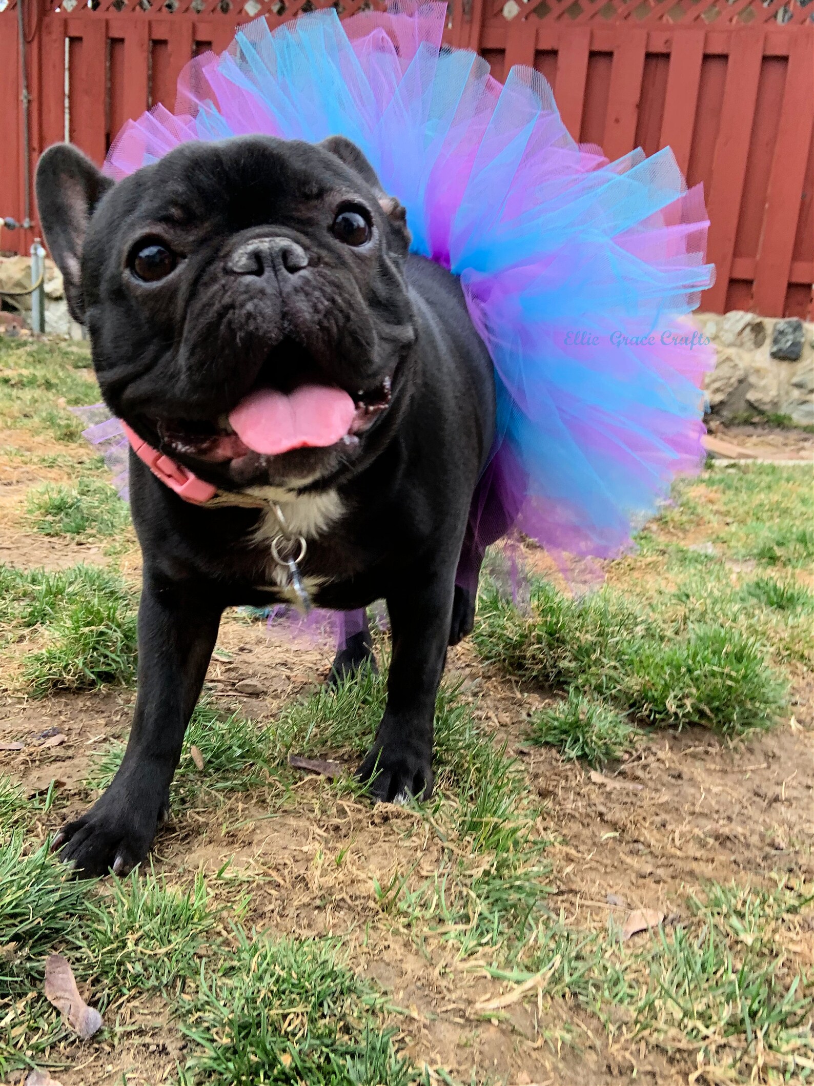 Dog Tutu: TURQUOISE BLUE & PURPLE Small / Medium / Large / - Etsy