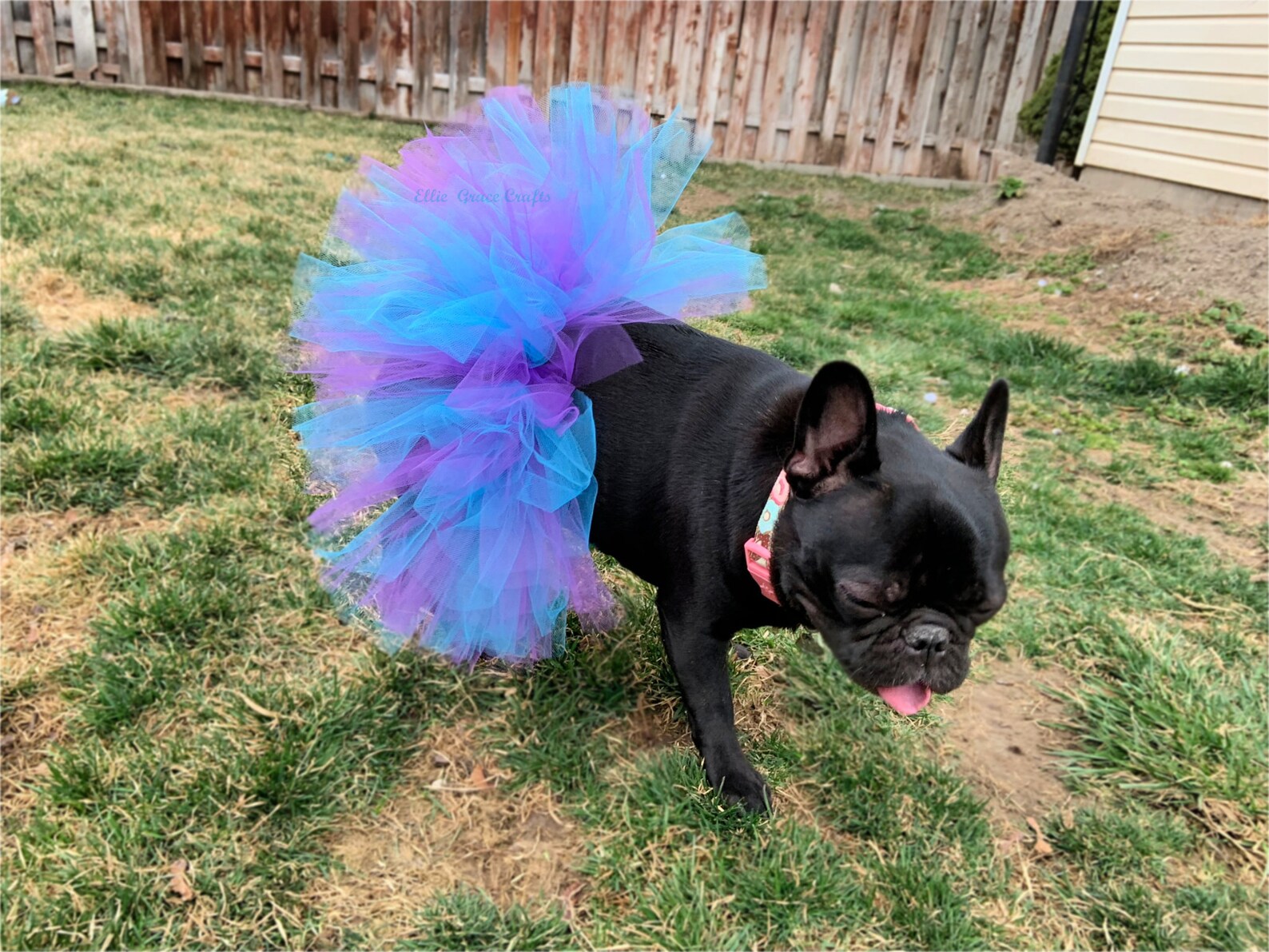 Dog Tutu: TURQUOISE BLUE & PURPLE Small / Medium / Large / - Etsy