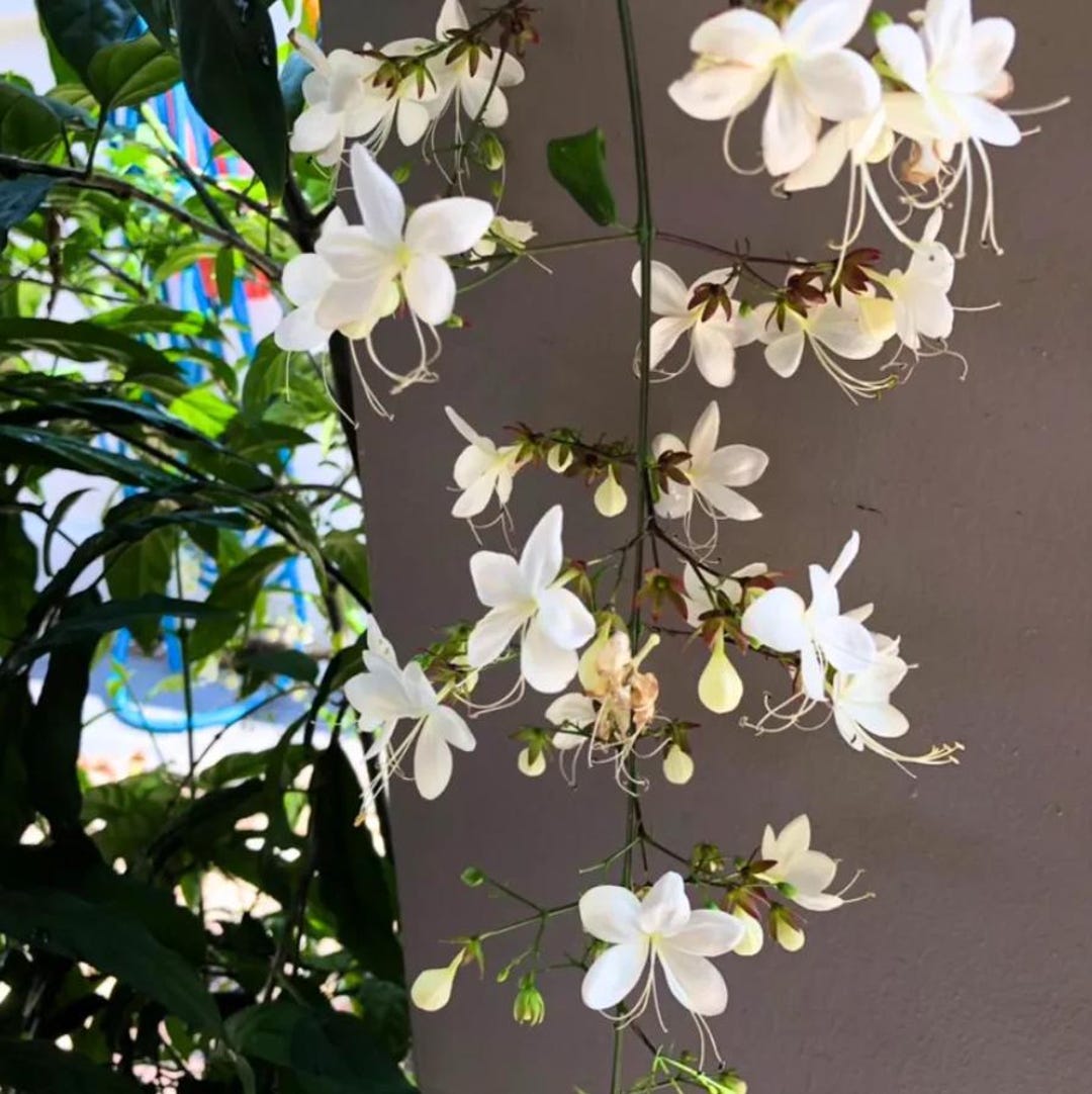 1 Live Clerodendrum Plant - Musical Note - Tropical Flowering Shrub ...