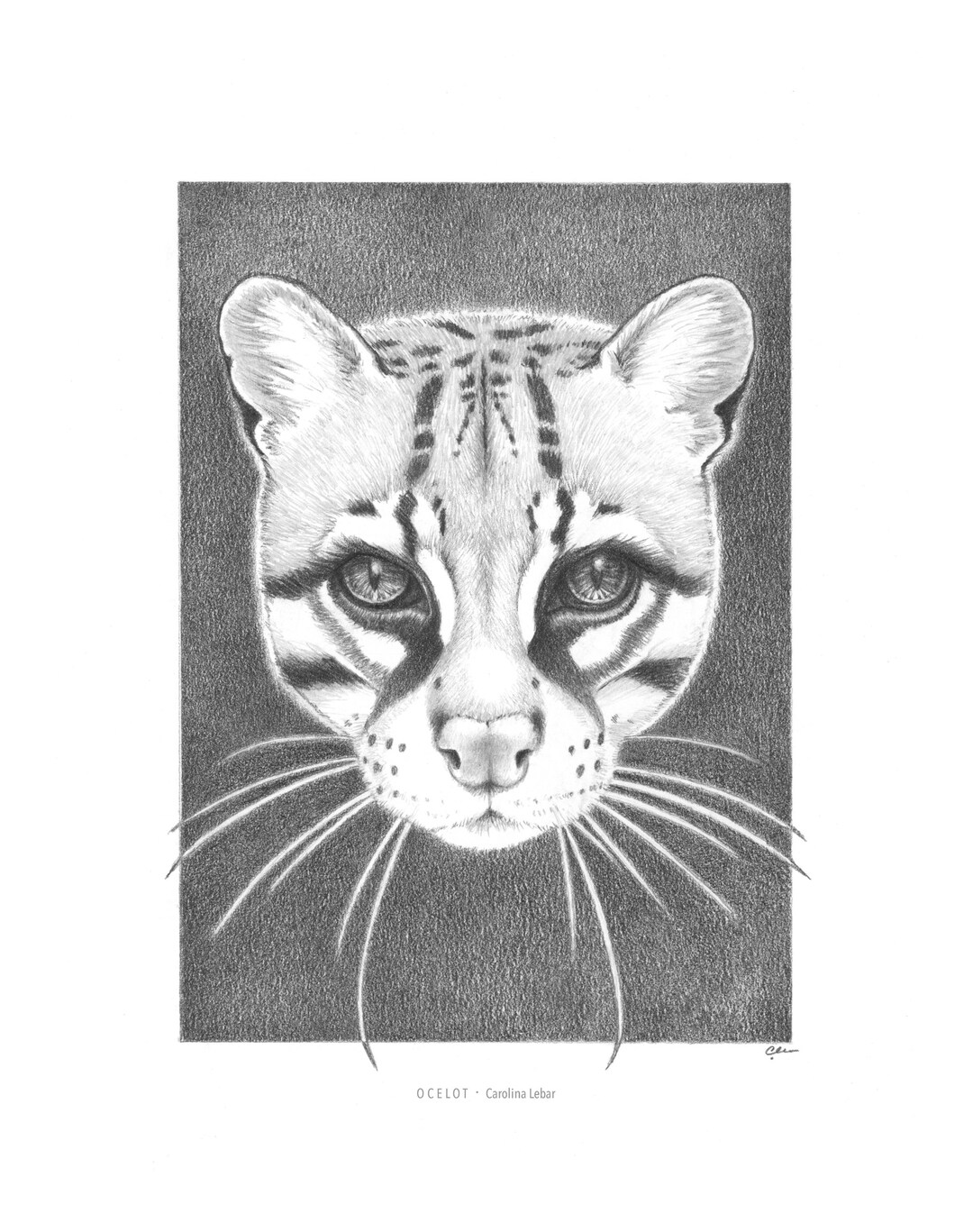 Ocelot Art, Ocelot Drawing, Ocelot Print, Big Cat Print, Big Cat Art ...