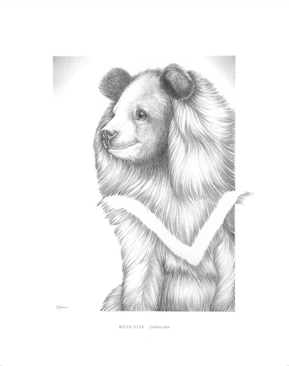 Bear Art Bear Drawing Bear Print Moon Bear Art Bear | Etsy