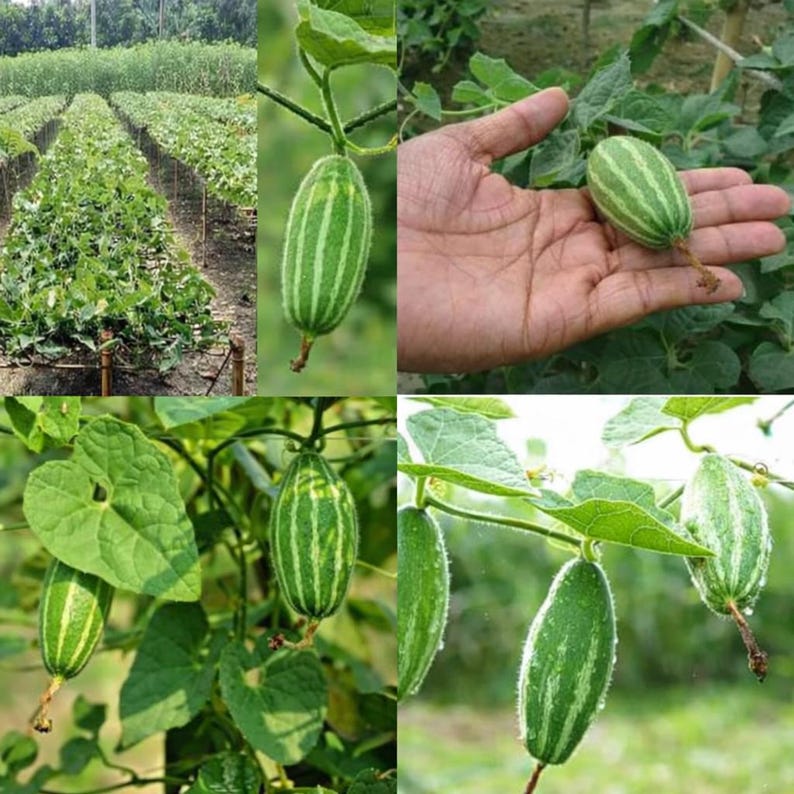 40+ Pointed Gourd Seeds (parwal) – Trichosanthes Dioica, Rare Indian ...