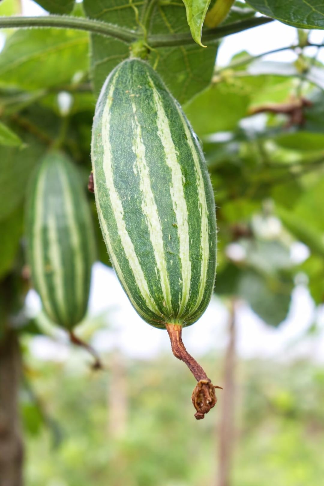 40+ Pointed Gourd Seeds (parwal) – Trichosanthes Dioica, Rare Indian ...