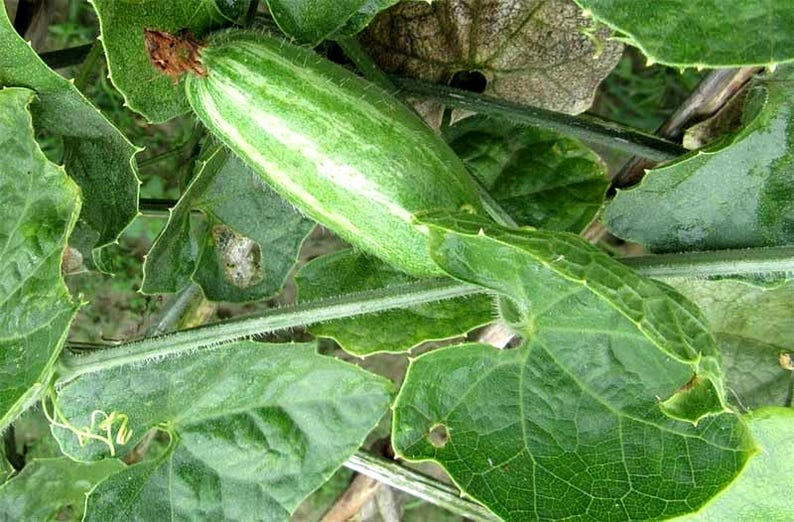 40+ Pointed Gourd Seeds (parwal) – Trichosanthes Dioica, Rare Indian ...