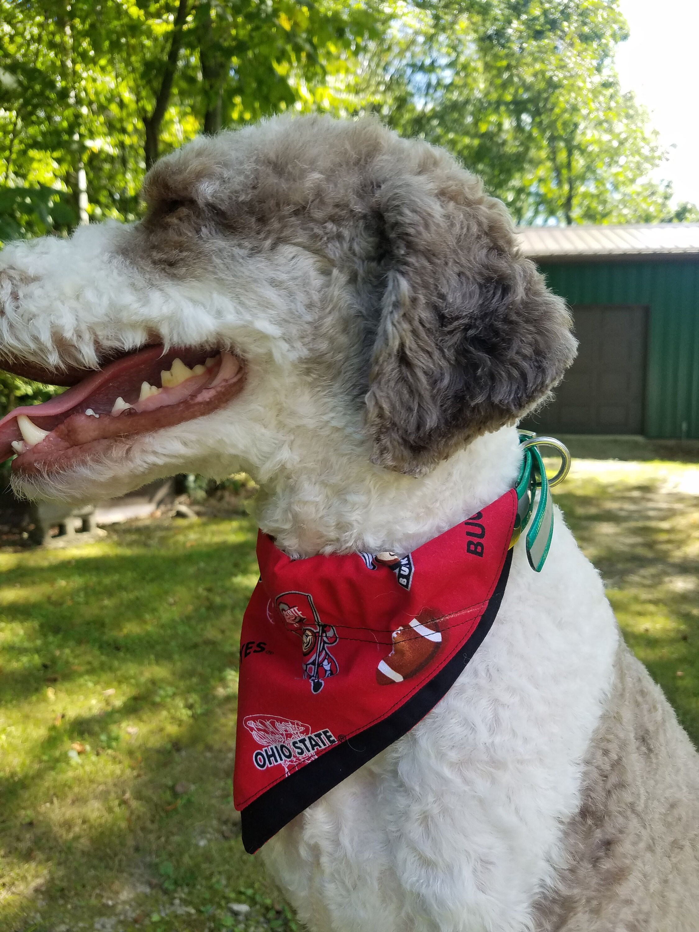 Ohio State Buckeyes Over the Collar "double" Dog Bandana Scarf 100% ...
