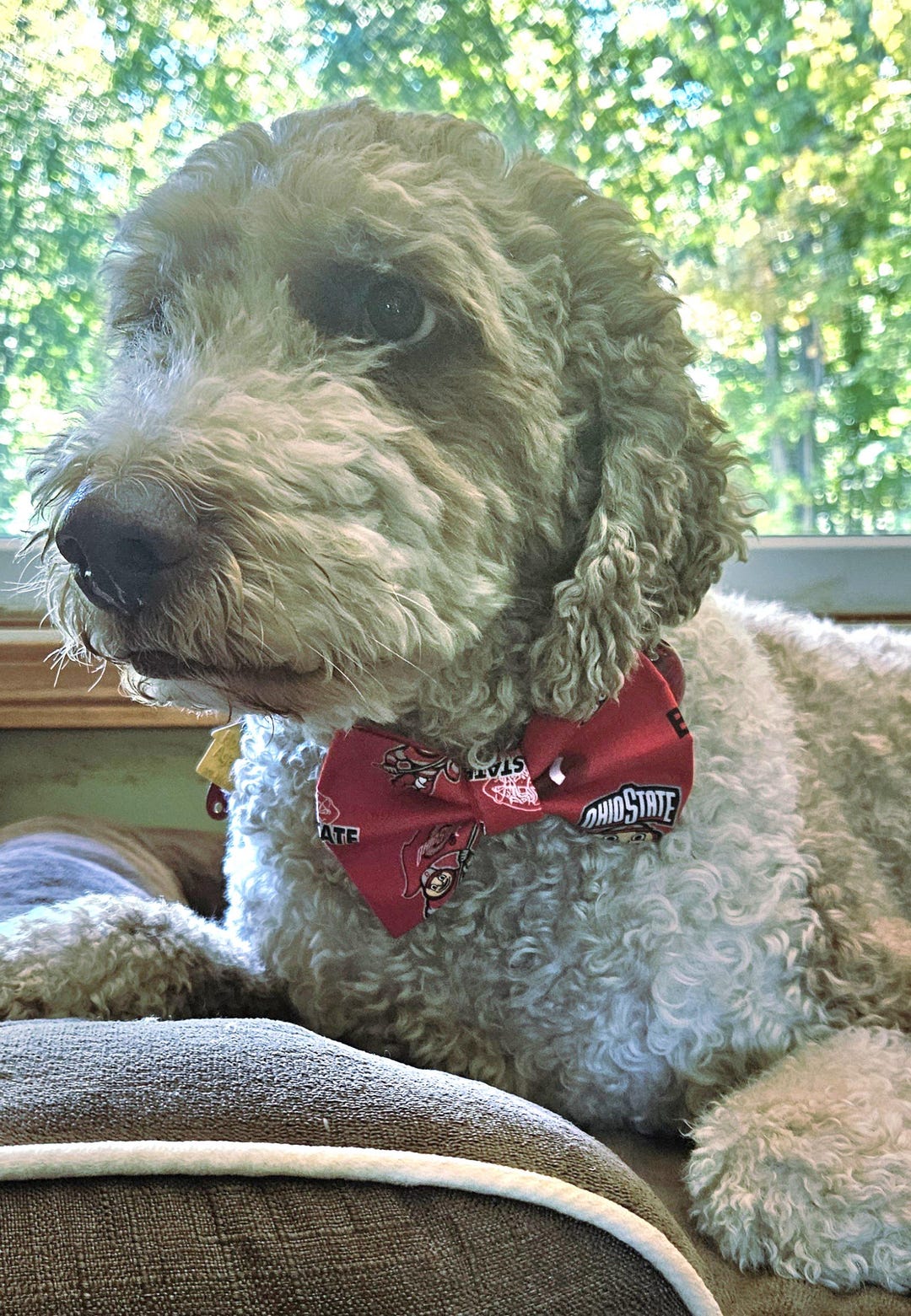 Ohio State Buckeyes Dog Bowtie 100% Cotton Quilting Fabric - Easy to ...