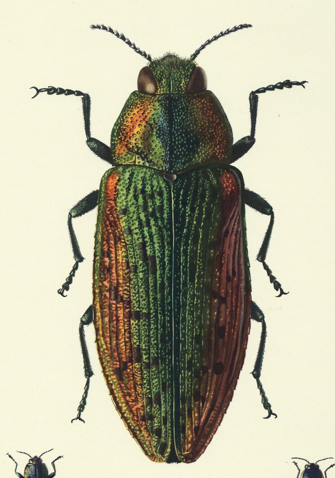 ORIGINAL ART Bug Buprestidae Beetle Print 1950's Insect Offset ...