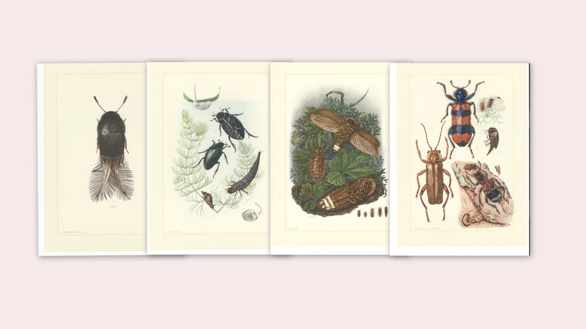 4 ORIGINAL ART 1950's Bug Art Insect Art Offset | Etsy