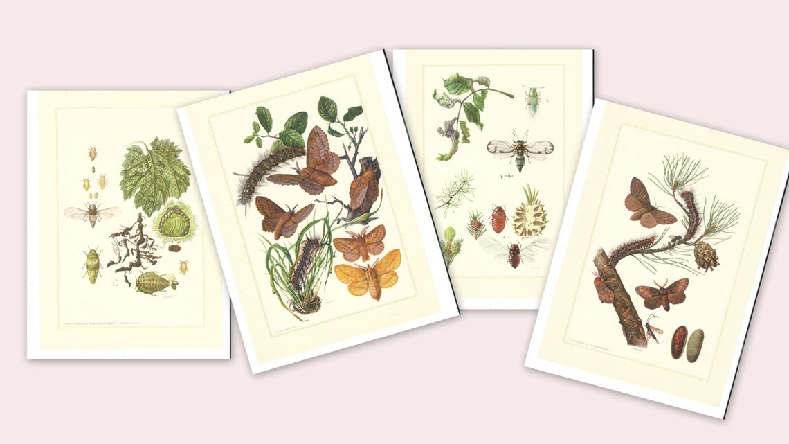4 ORIGINAL ART 1950's Bug Art Insect Art Offset | Etsy